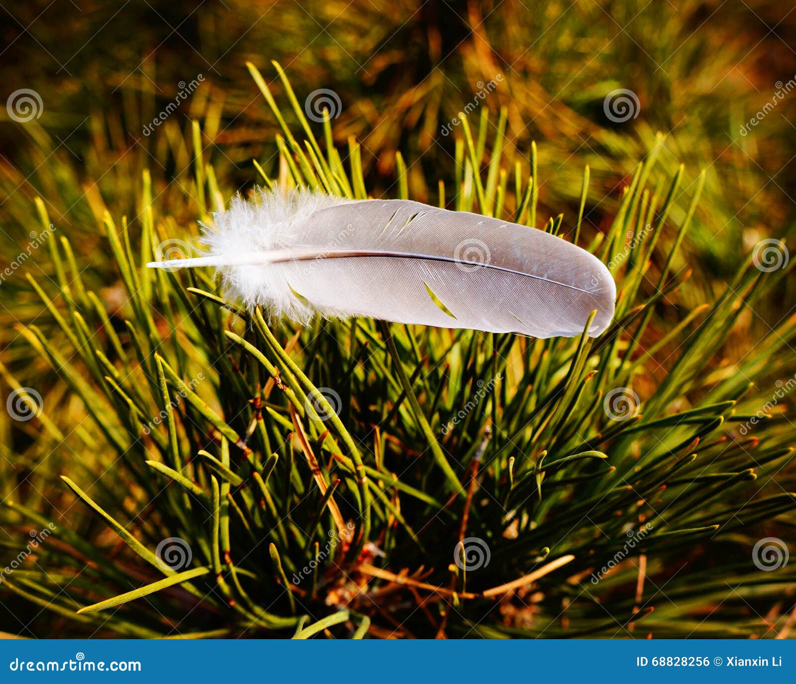 Uma pena foto de stock. Imagem de mesmos, penas, pena - 68828256