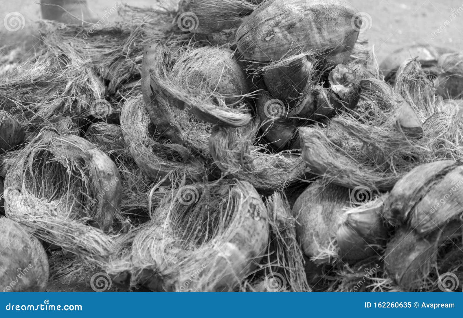 Uma Pilha De Coco Ou Casca De Coco Na Grama, Fechar Imagem de Stock ...
