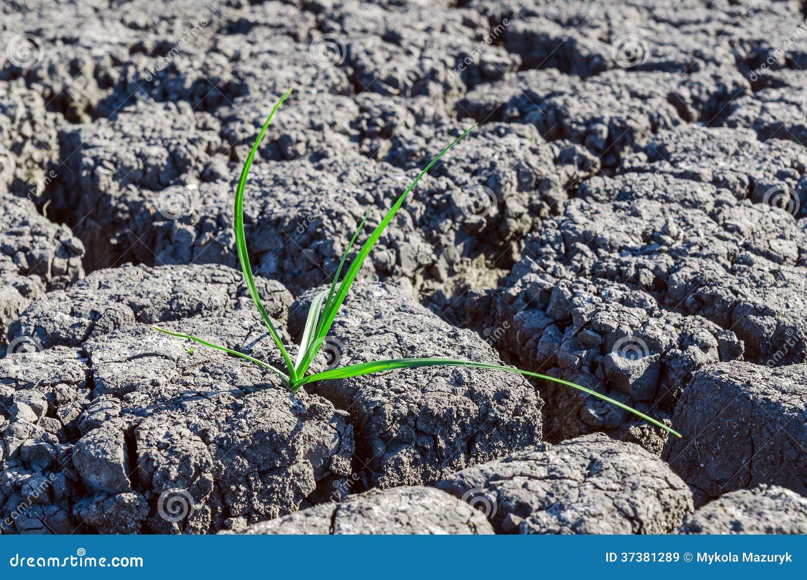 Uma Planta Verde Na Terra Da Seca Imagem de Stock - Imagem de calor ...