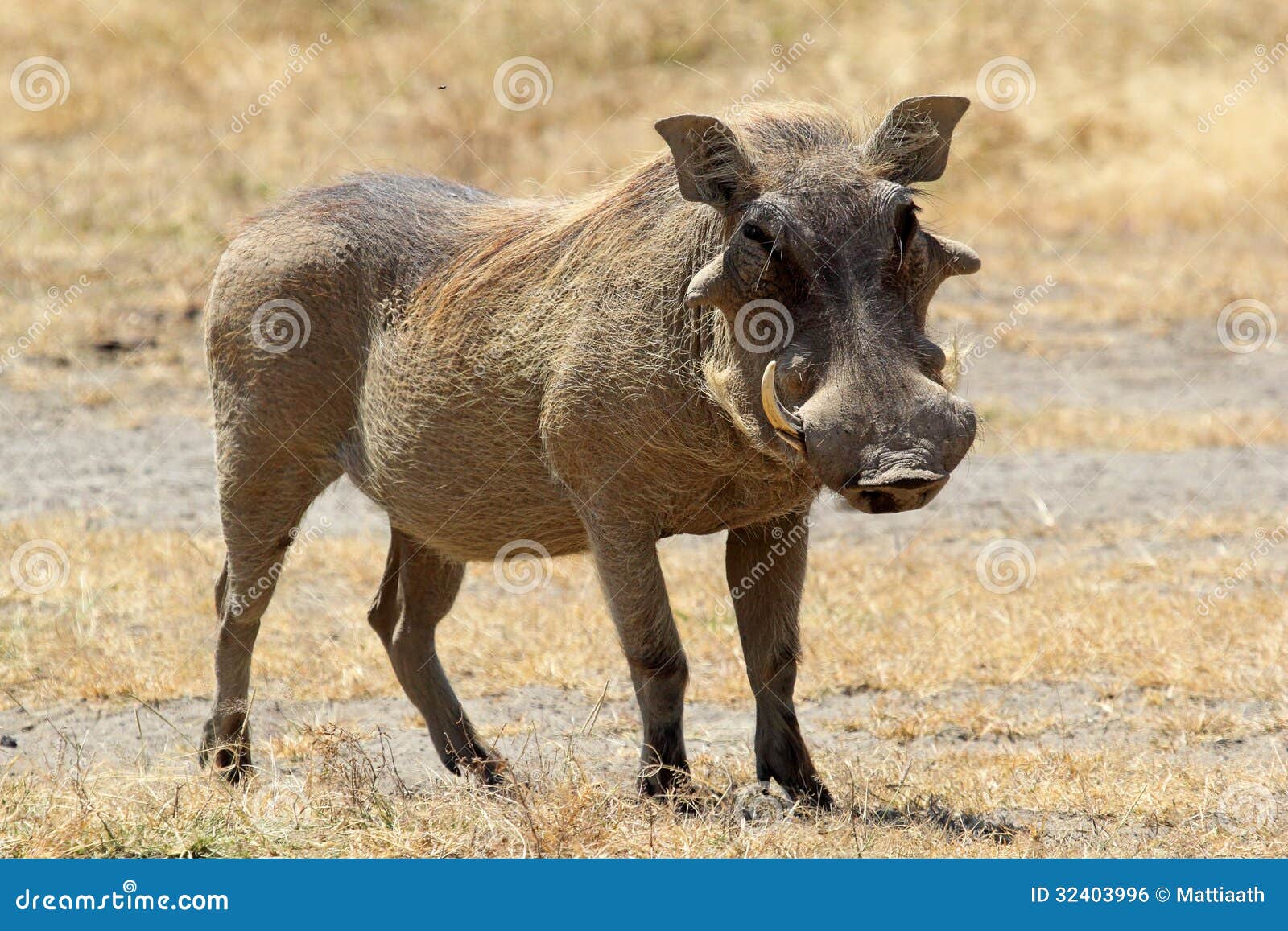 Uma Posição Do Javali Africano Imagem de Stock Royalty Free - Imagem ...