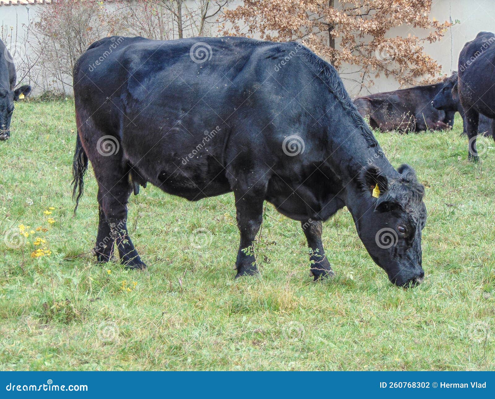 Uma Relva Negra De Vacas Angus. Vaca Negra Angus Foto de Stock - Imagem ...