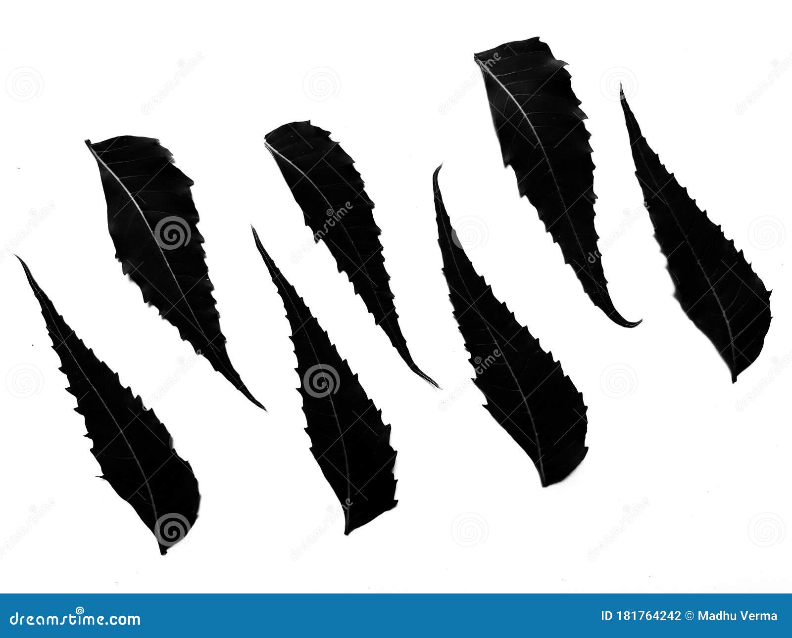 Uma Silhueta De Sete Folhas Isolada Em Fundo Branco Ilustração Stock ...