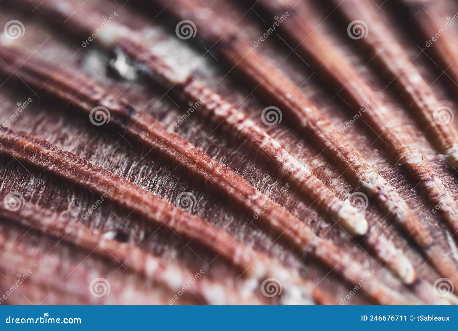 Uma Tomada De Macro De Concha Imagem de Stock - Imagem de marinho ...