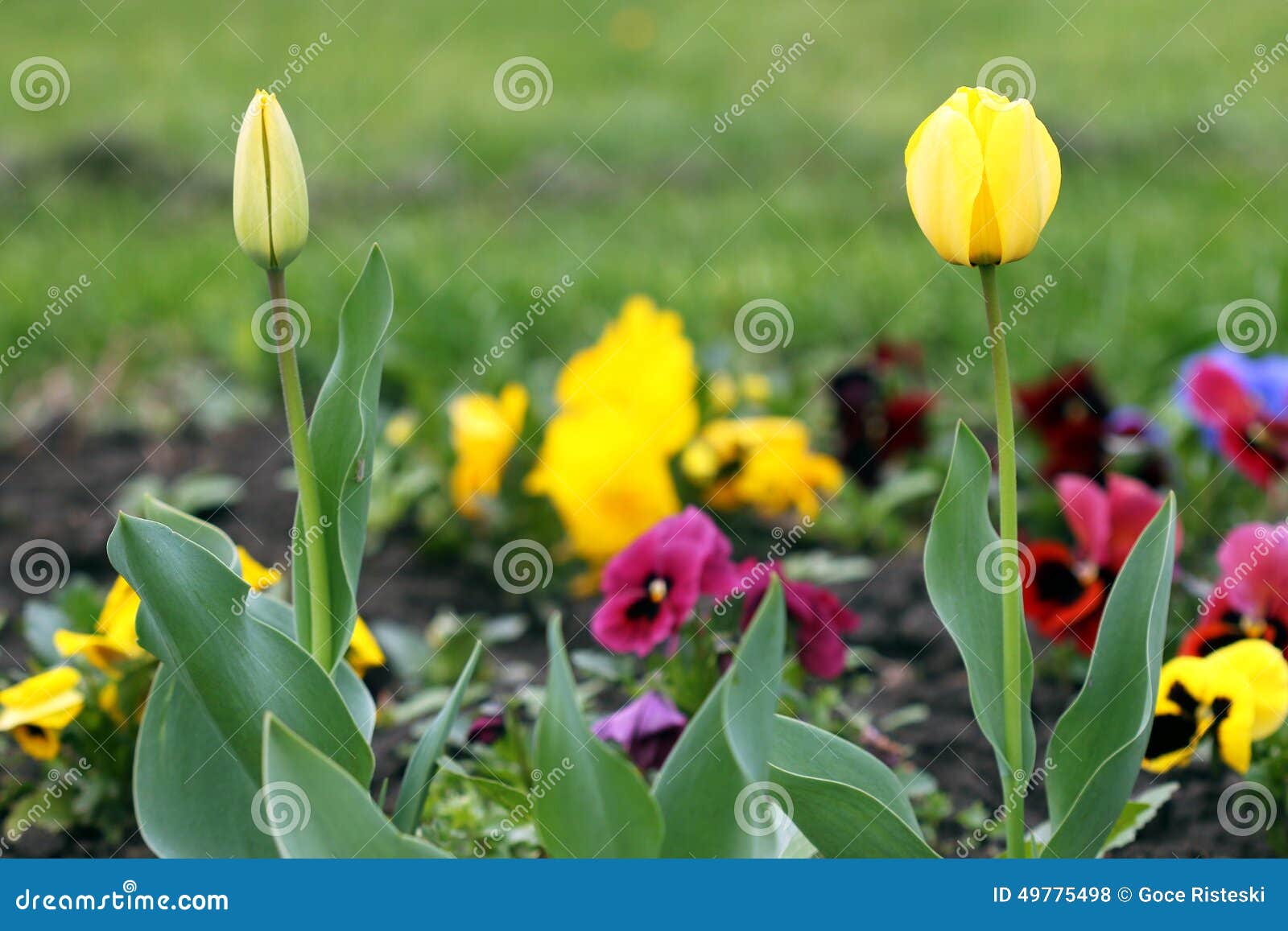 Uma Tulipa Aberta E Uma Fechado Foto de Stock - Imagem de nave, jardim ...