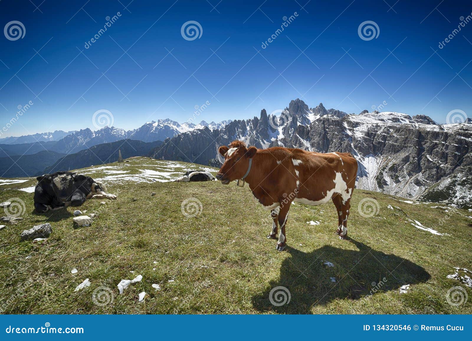 Uma Vaca E As Dolomites, Trentino-alto Adigel Foto Editorial - Imagem ...