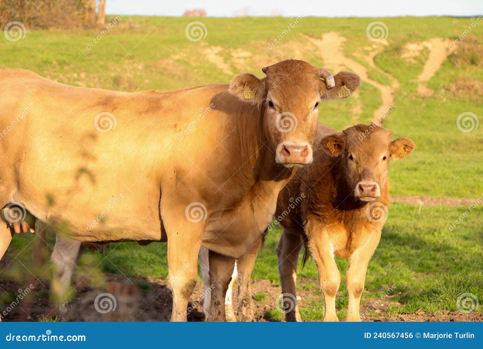 Uma Vaca E Seu Bezerro No Campo Foto de Stock - Imagem de campo, gado ...