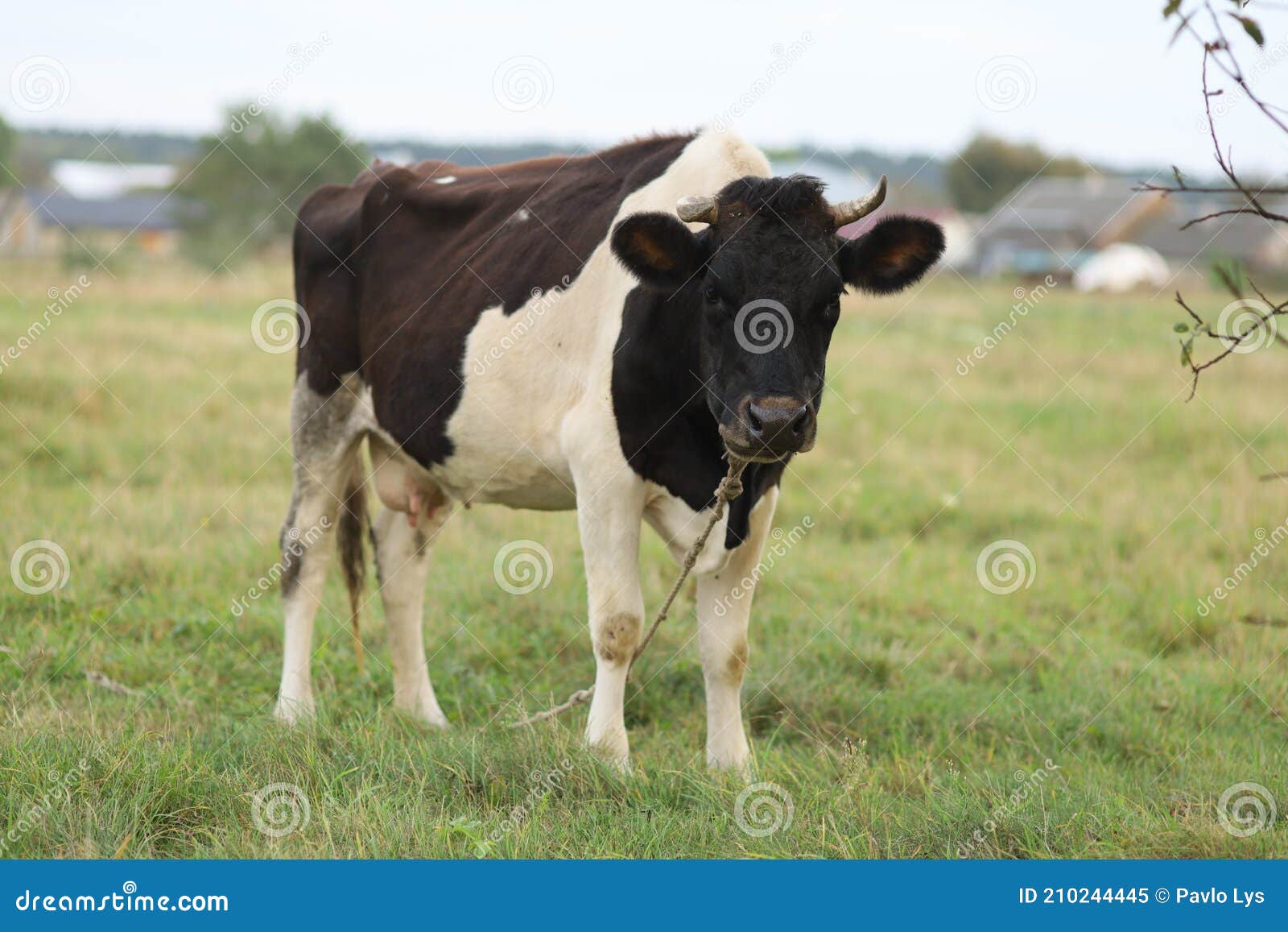Uma Vaca Magra E Suja Nos Olha Imagem de Stock - Imagem de imundo ...