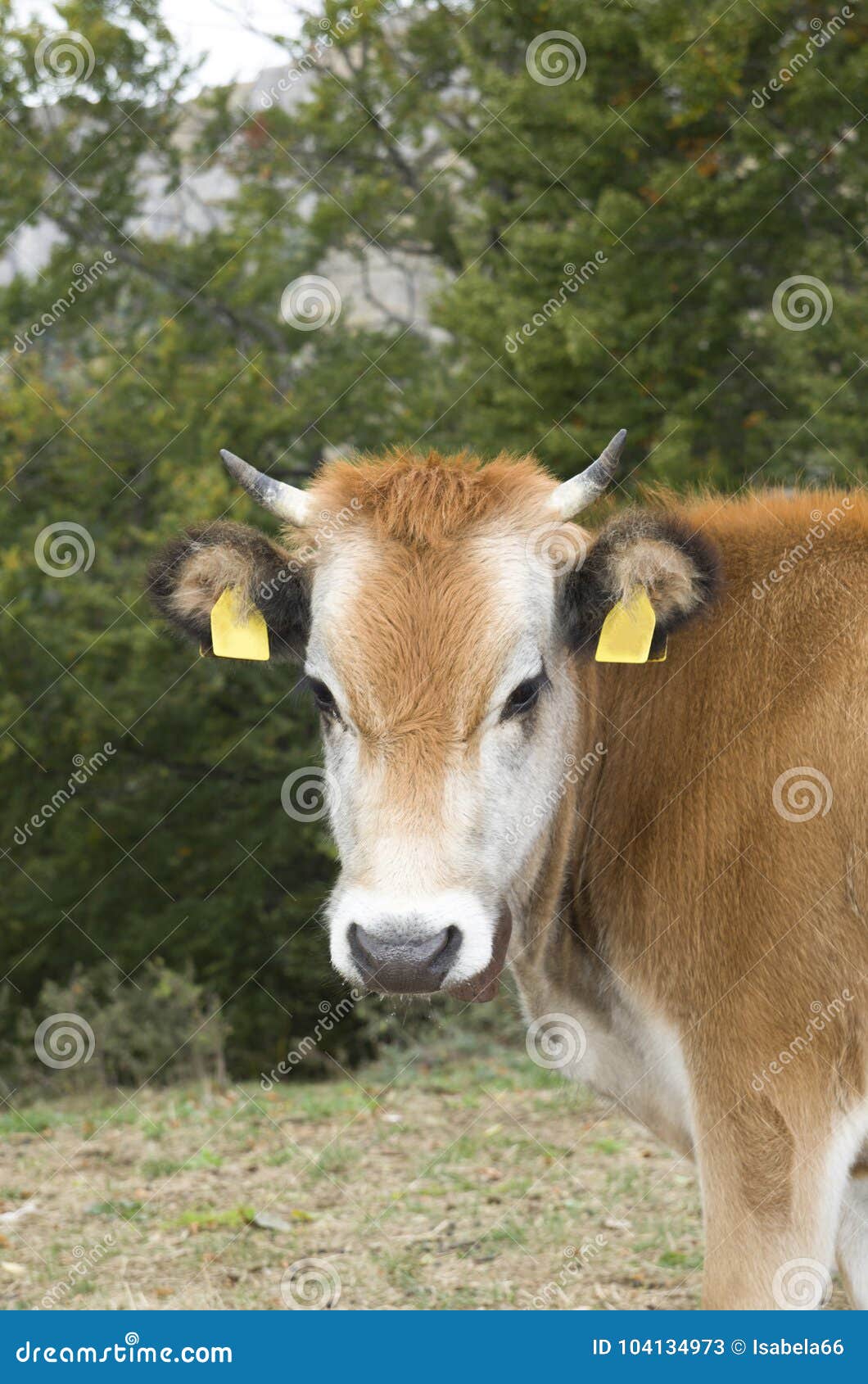 Uma Vaca Marrom Branca Com Sino Imagem de Stock - Imagem de ninguém ...