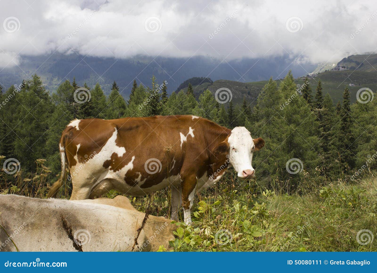 Uma Vaca Marrom E Branca Na Grama Alta Foto Editorial - Imagem de ...