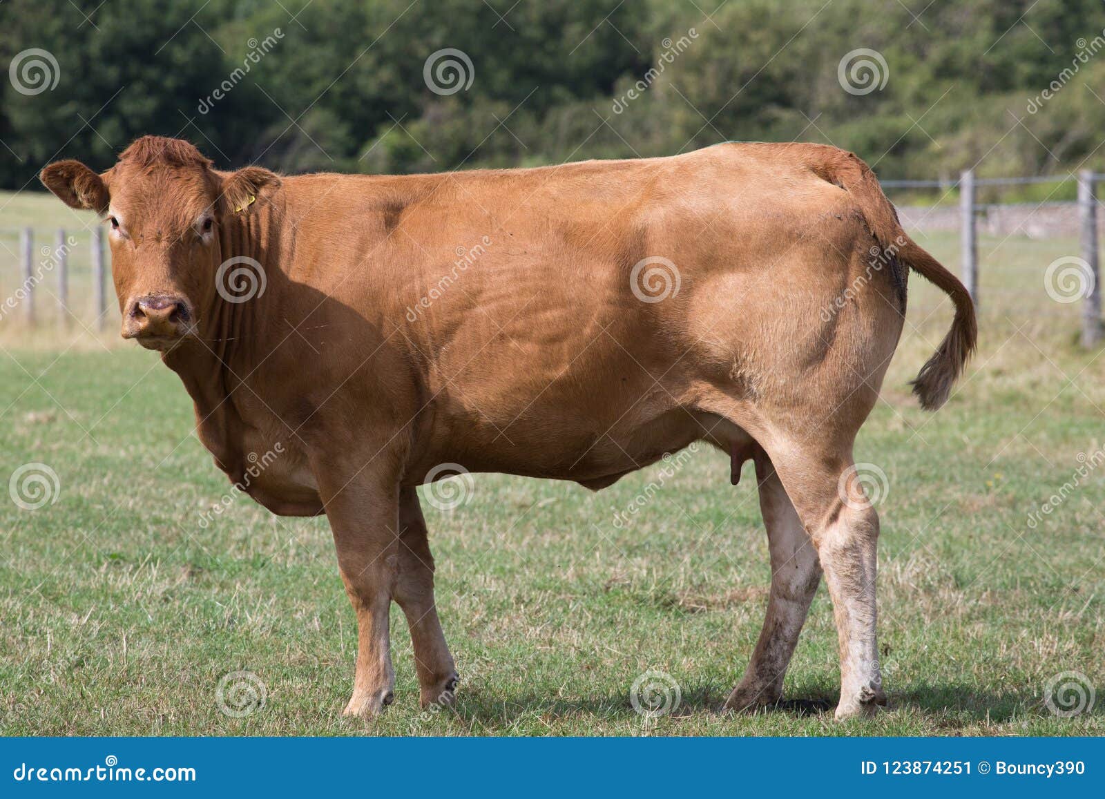 Uma Vaca Marrom Em Um Campo Em Gales Rural Imagem de Stock - Imagem de ...