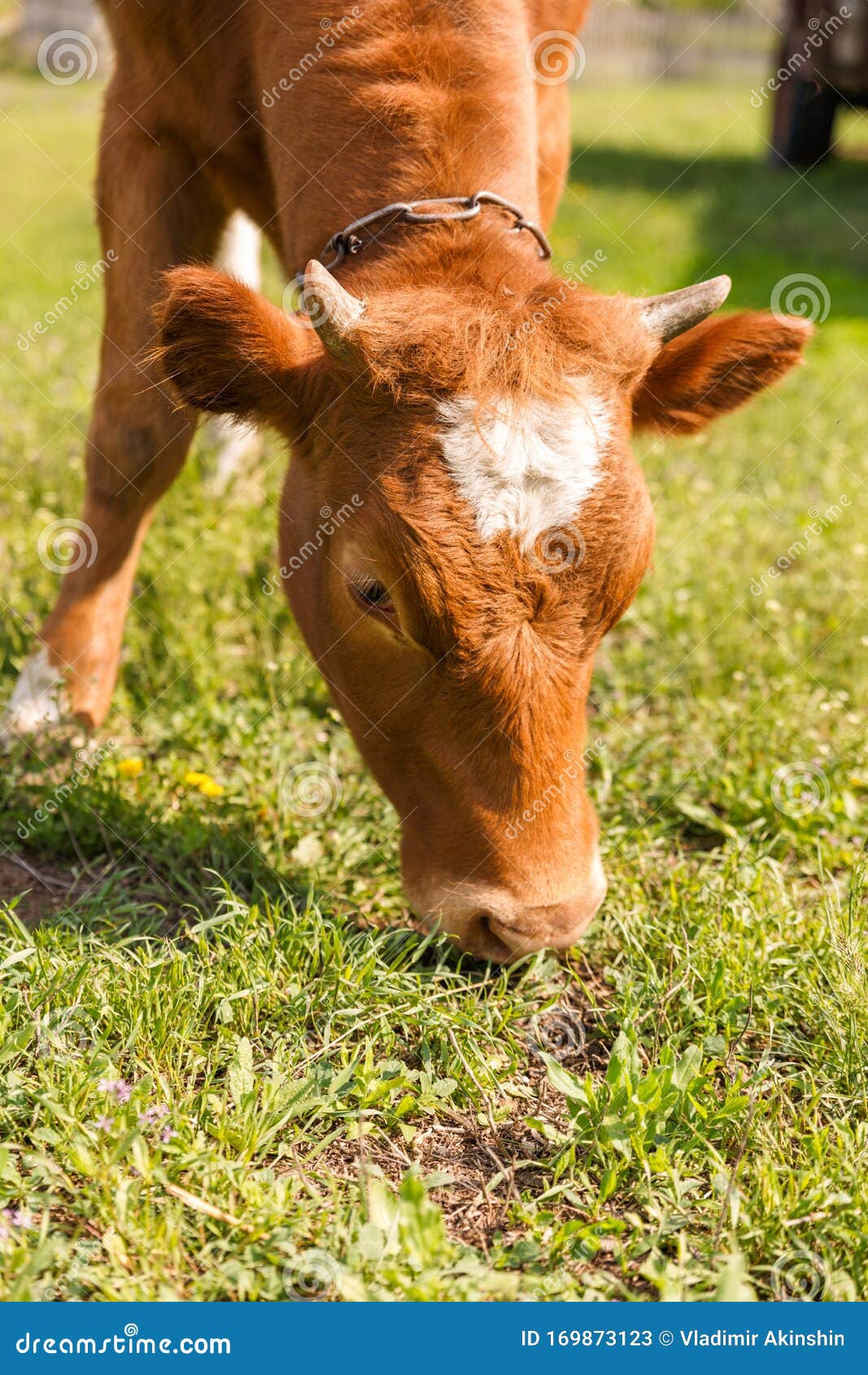 Uma Vaca Marrom Esfola No Prado Imagem de Stock - Imagem de fazenda ...