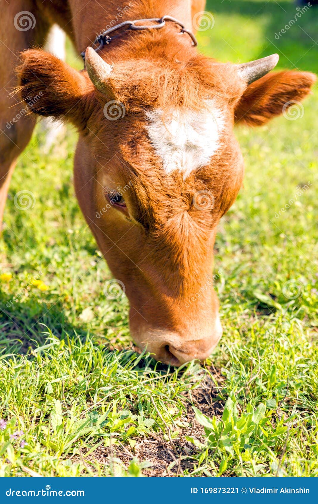 Uma Vaca Marrom Esfola No Prado Imagem de Stock - Imagem de chifre ...