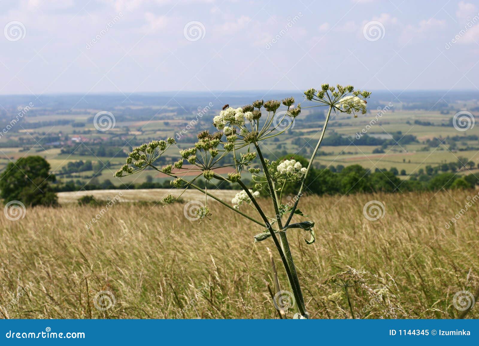 11,907 Bees Landscape Stock Photos - Free & Royalty-Free Stock Photos ...