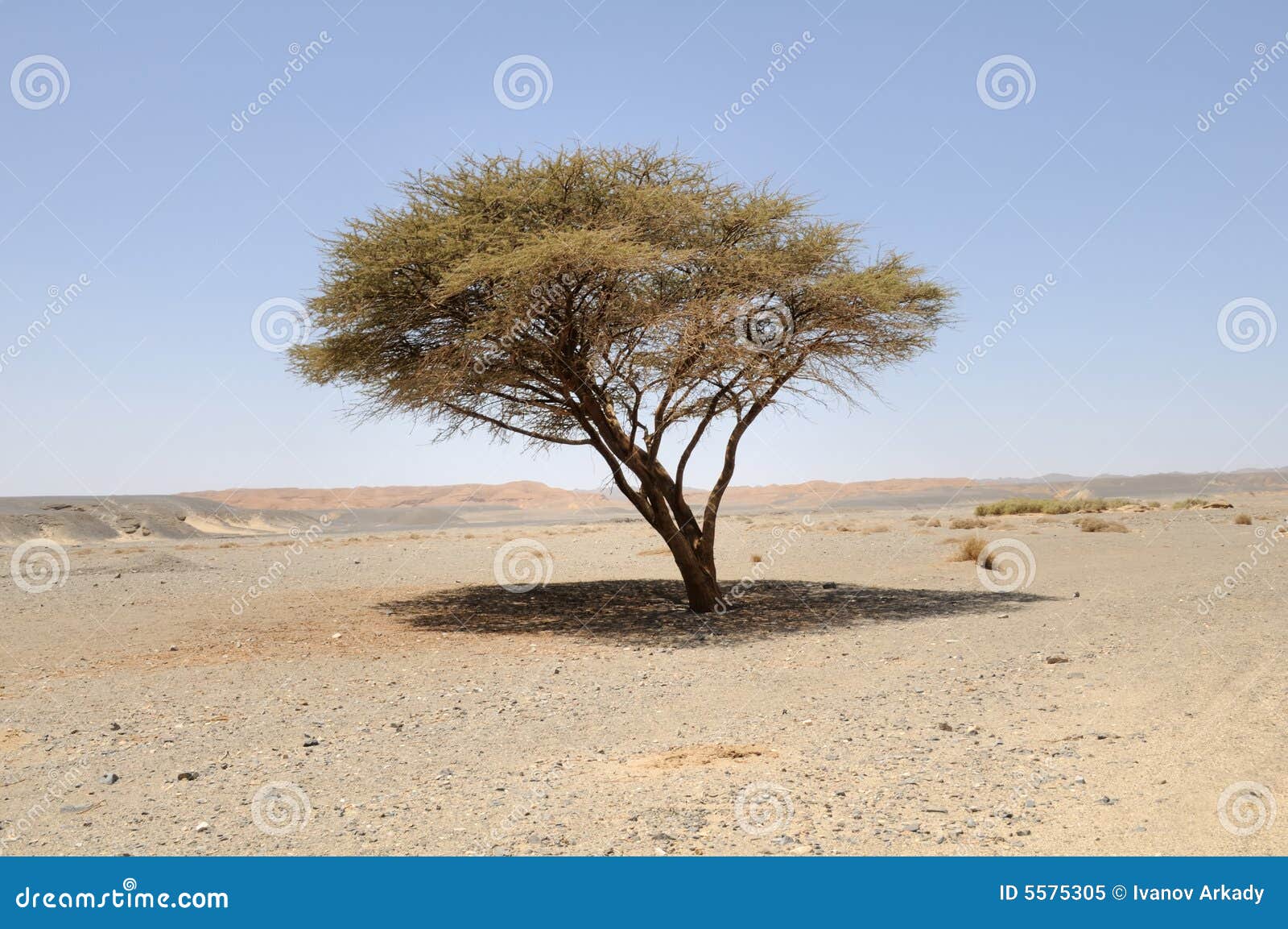 Umbellate Acacia in Arabian Desert, Stock Image - Image of color, area ...
