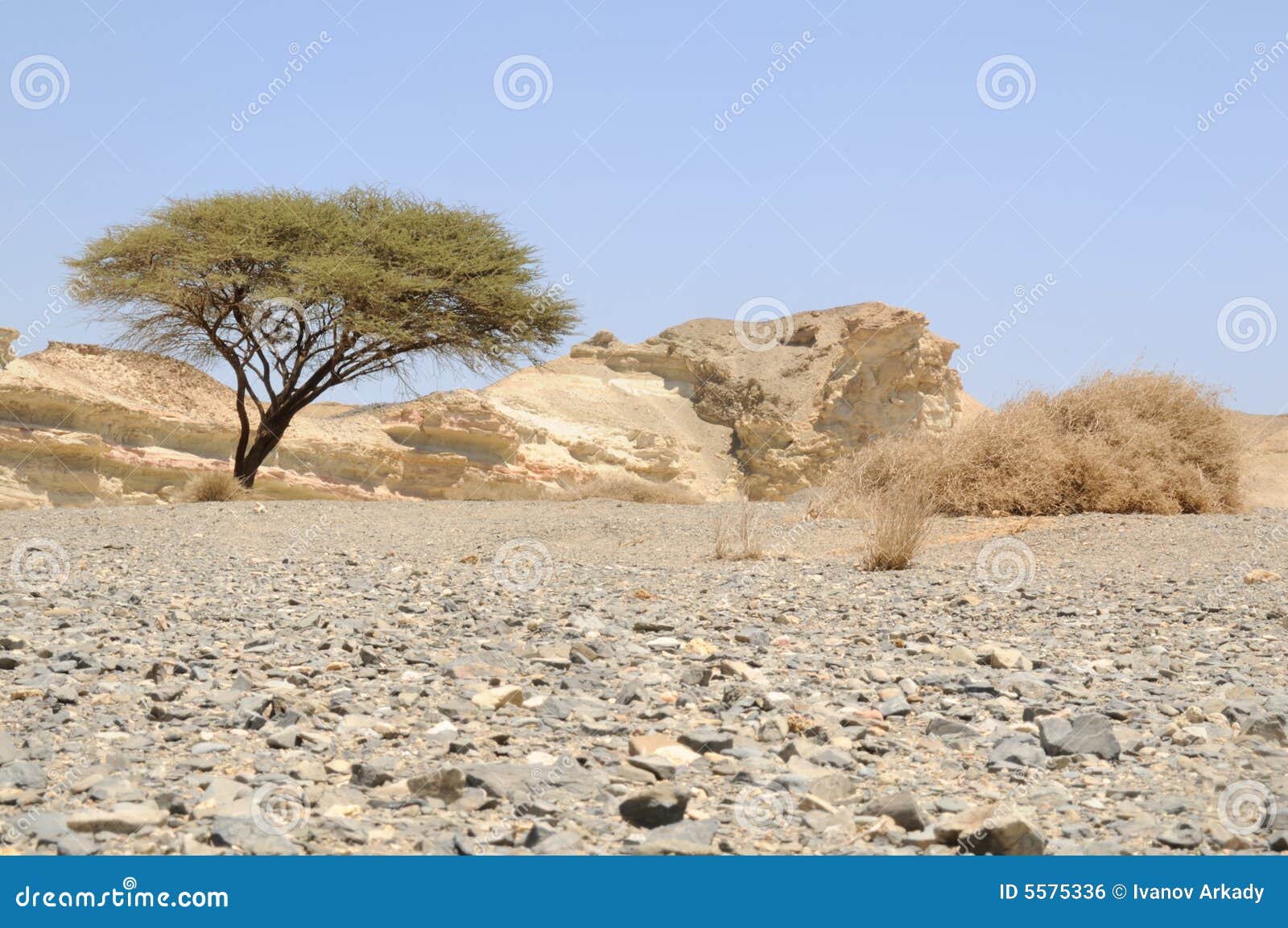 Umbellate Acacia in Arabian Desert Stock Photo - Image of outdoors ...