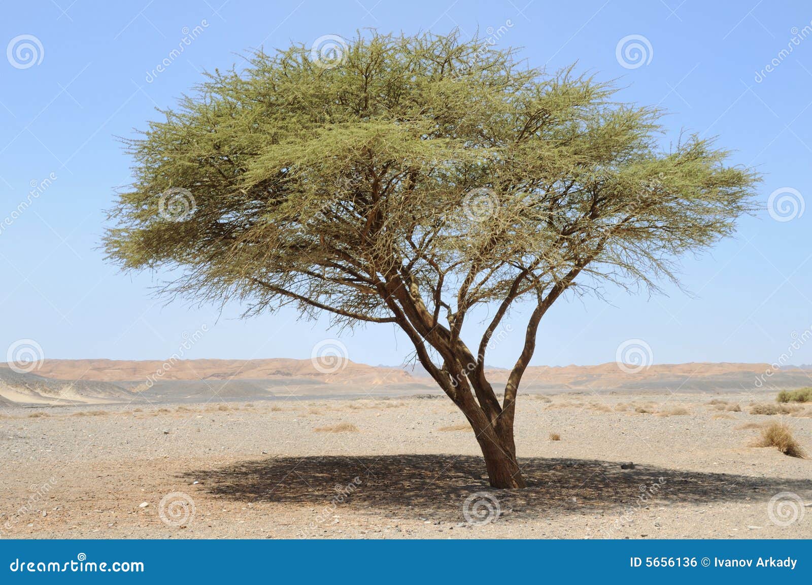 Umbellate Acacia in Arabische Woestijn, Stock Foto - Image of terrein ...