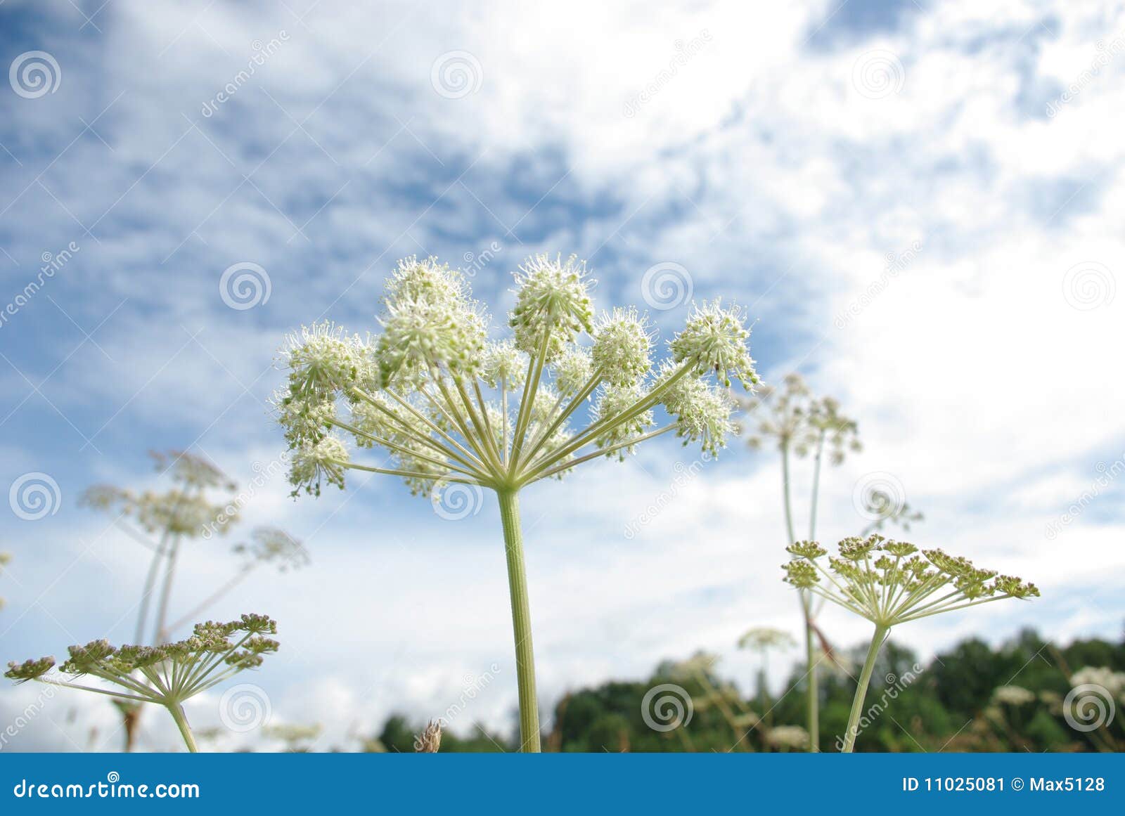 Umbellate plant stock image. Image of whiteness, umbrellas - 11025081