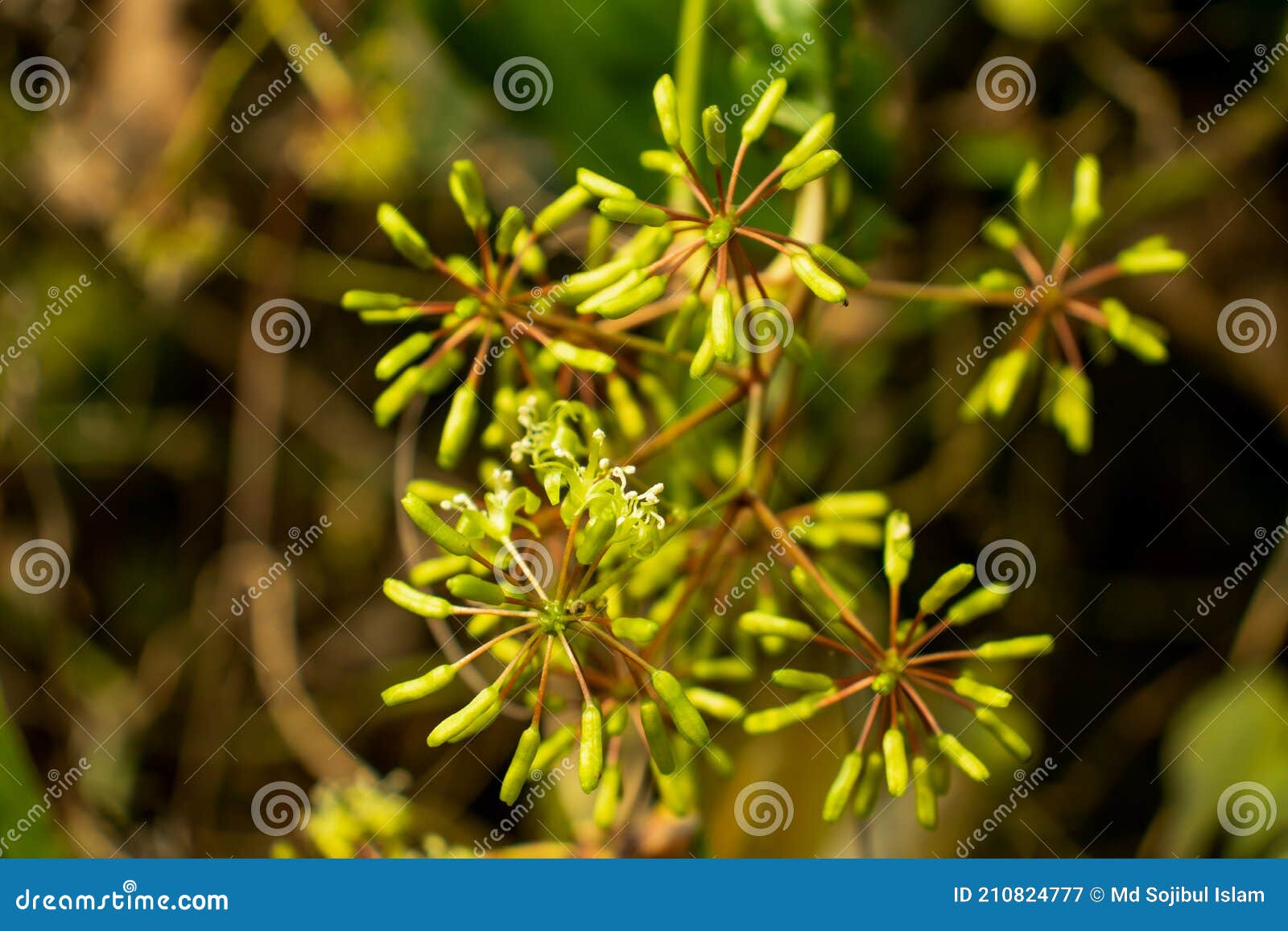 Umbelliferae, Apiaceae or Rough Chervil that Temulentum Wild Tree Stock ...