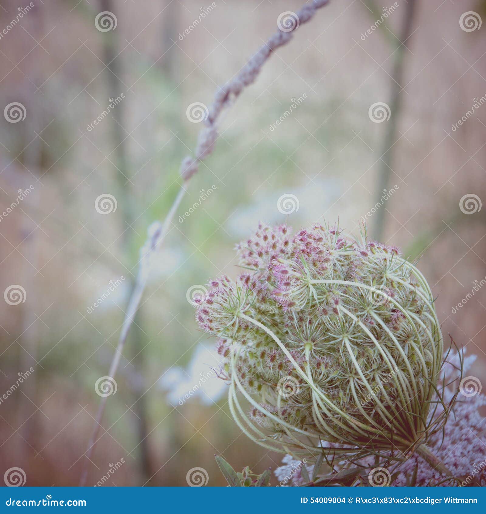 Umbelliferous stock photo. Image of botanic, blossom - 54009004