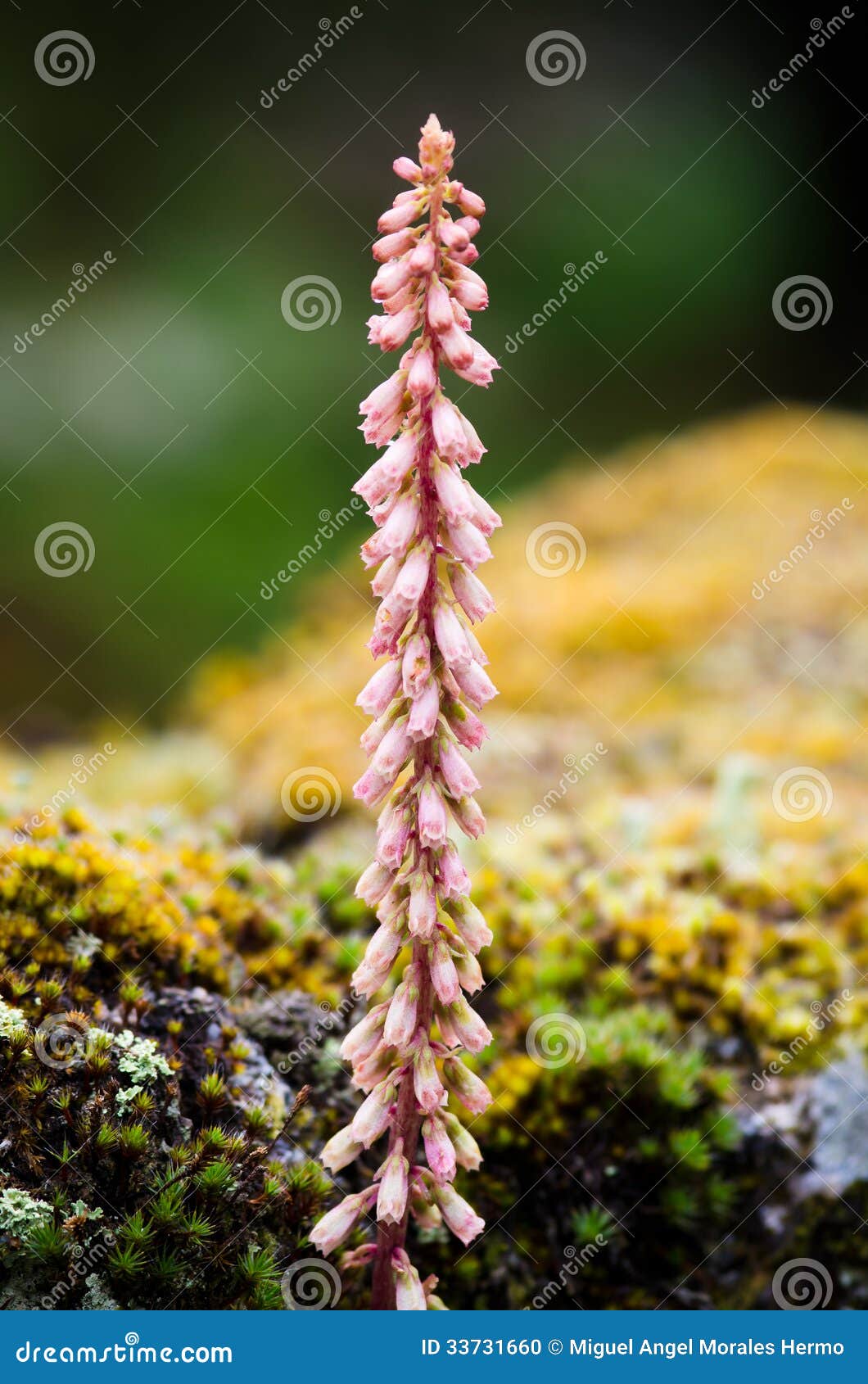 Umbilicus rupestris stock photo. Image of umbilicusrupestris - 33731660