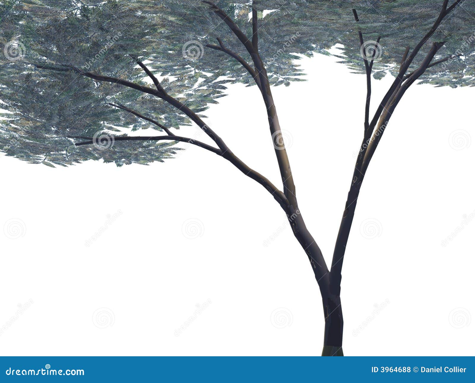 Acacia Umbrella Tree One Line Art. Continuous Line Drawing Of Plants ...