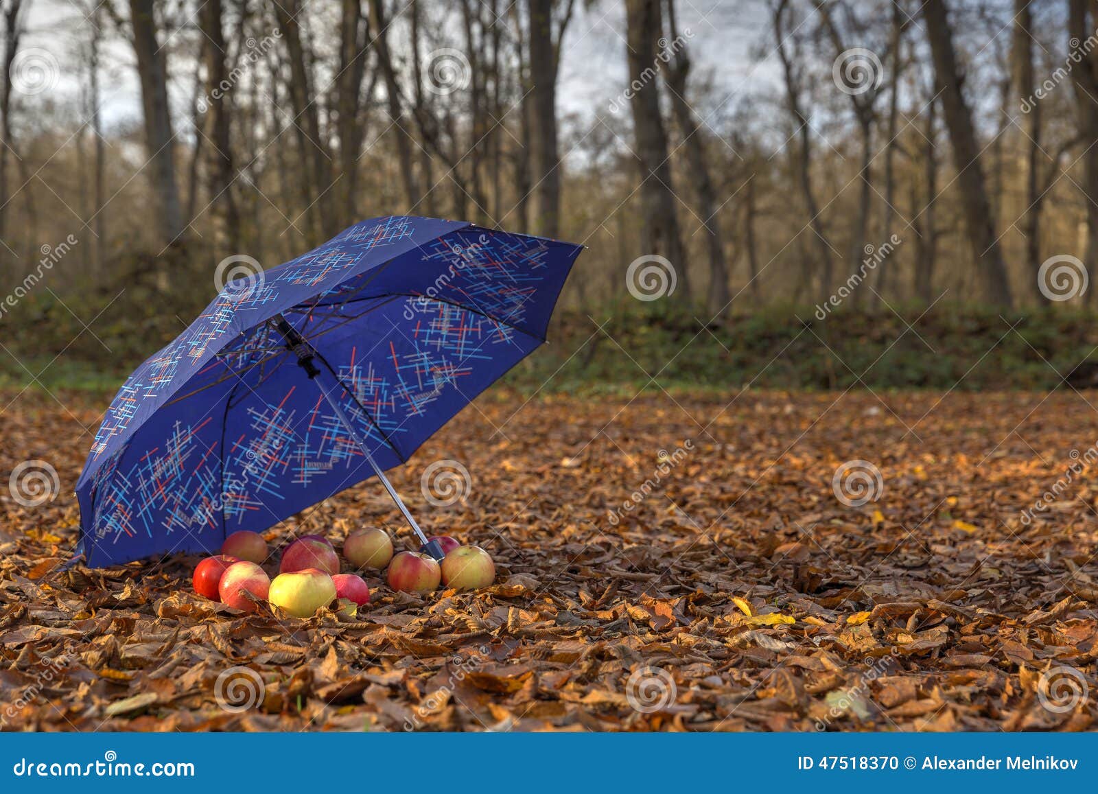 Umbrella and Apples in the Woods Stock Photo - Image of grounds, object ...