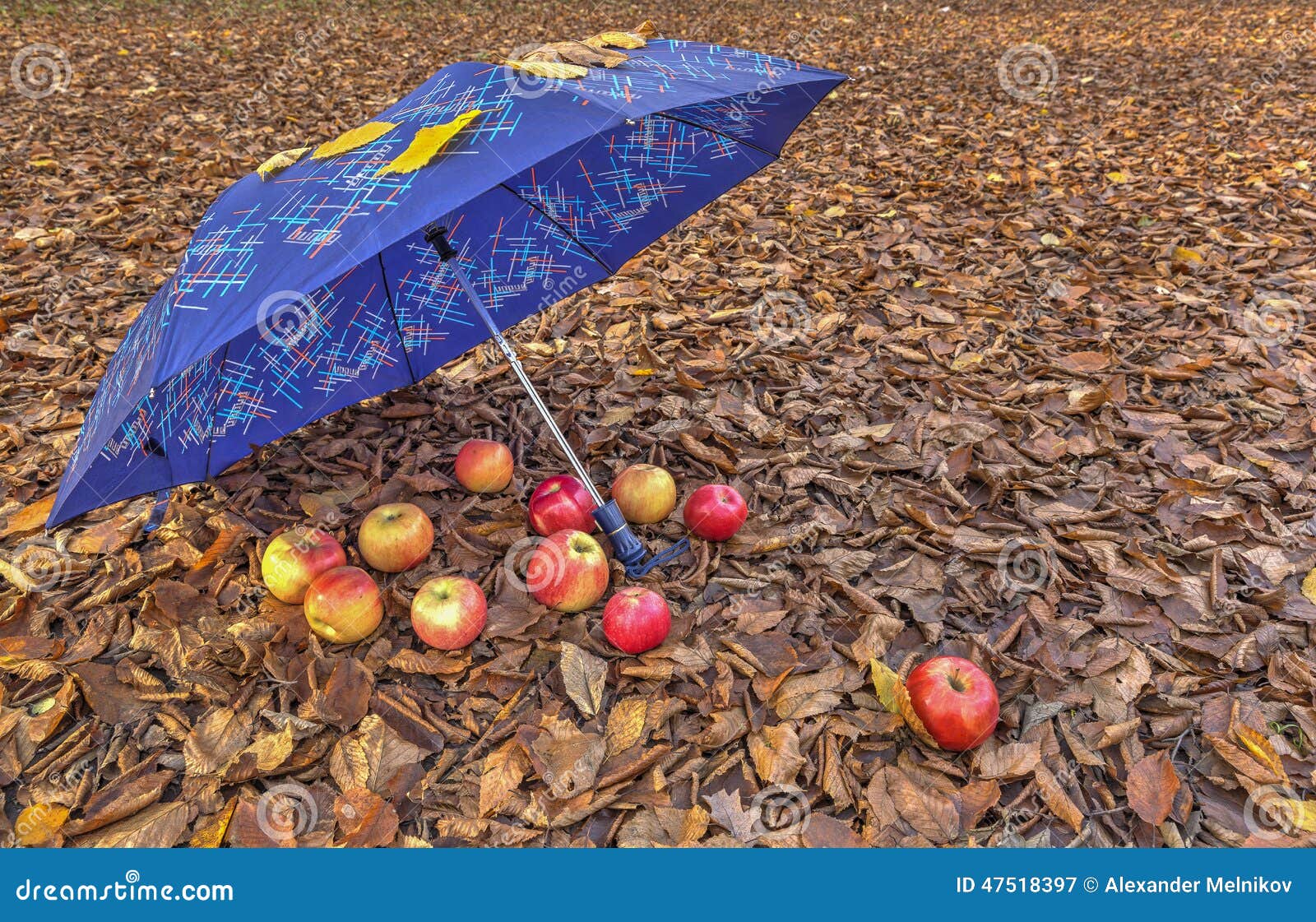 Umbrella and Apples in the Woods Stock Image - Image of forest, yellow ...