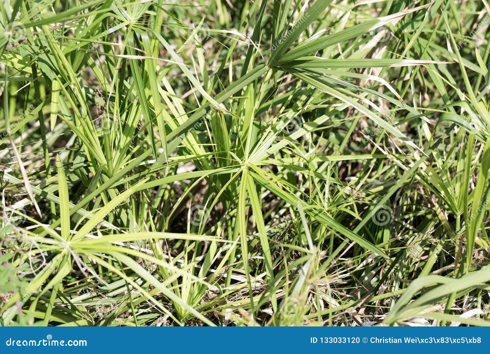 Papyrus Cyperus Papyrus, Papyrus Sedge, Paper Reed, Indian Matting ...