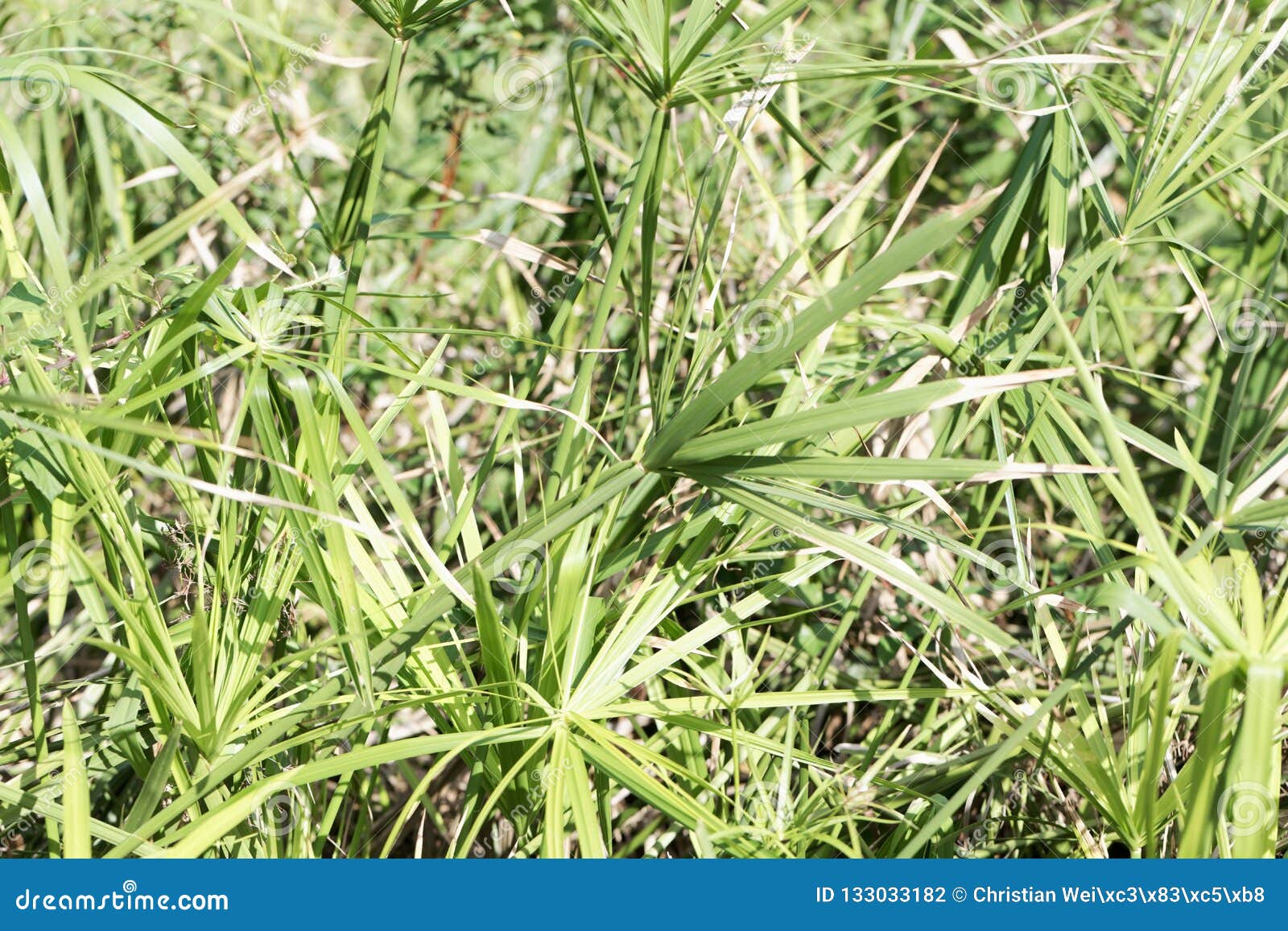 Umbrella Papyrus Cyperus Alternifolius Stock Photo - Image of invasive ...