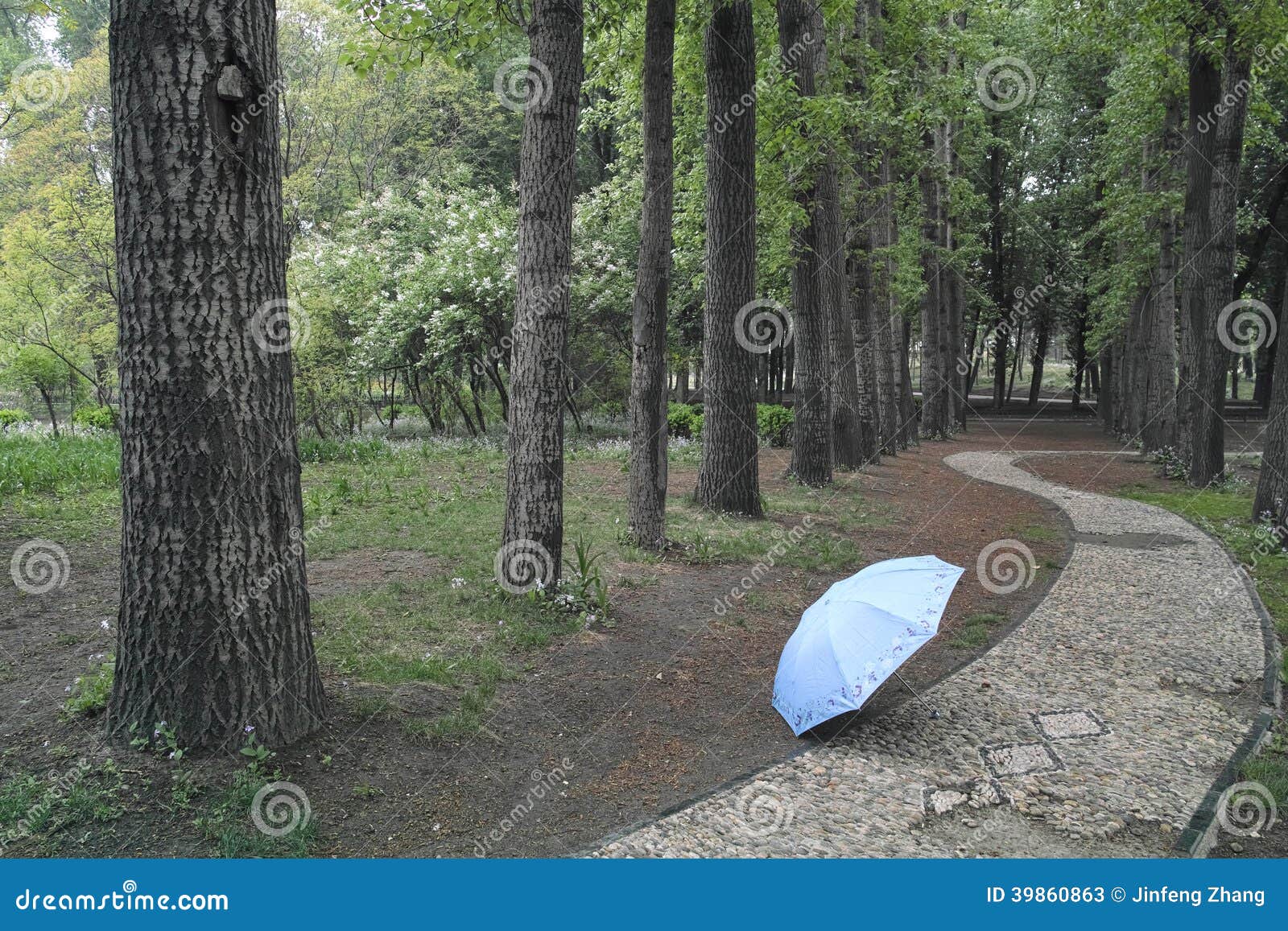 Umbrella in park forest stock image. Image of tree, scenery - 39860863