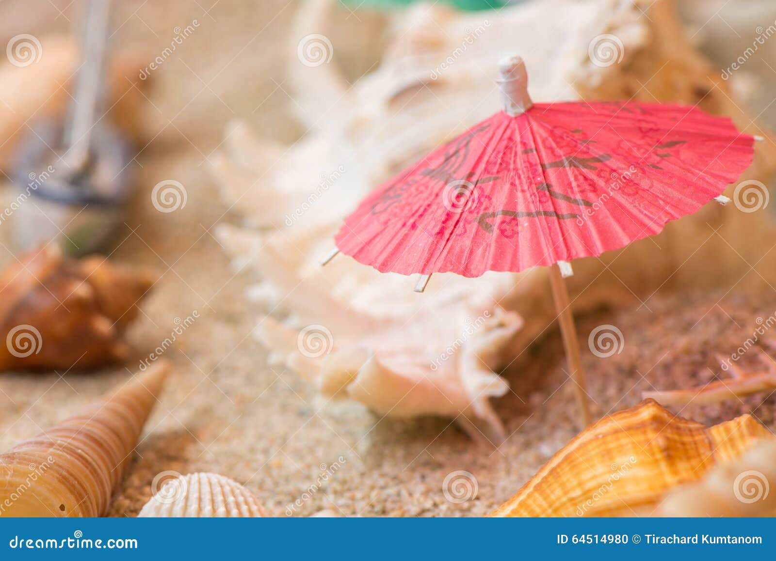 Umbrella Sea Shells on Sandy Tropical Beach. Stock Photo - Image of ...