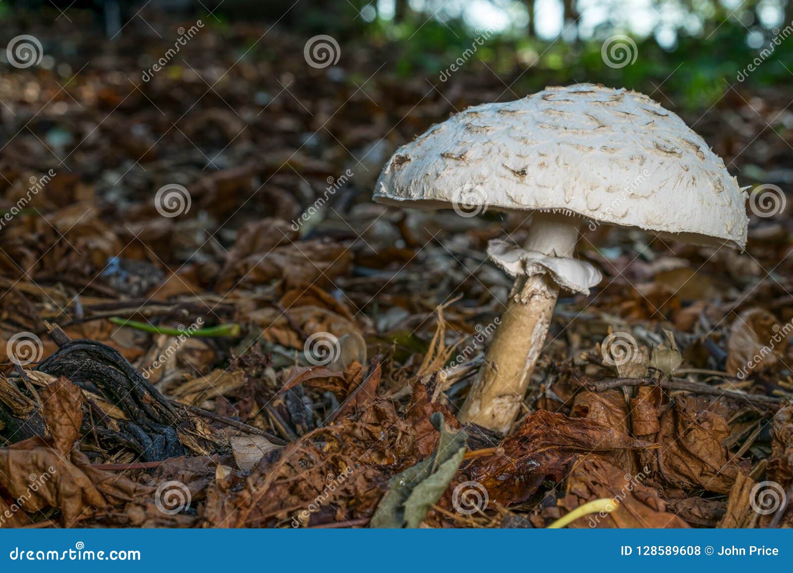 Umbrella Shaped Toadstool in a Woodland Stock Photo - Image of close ...