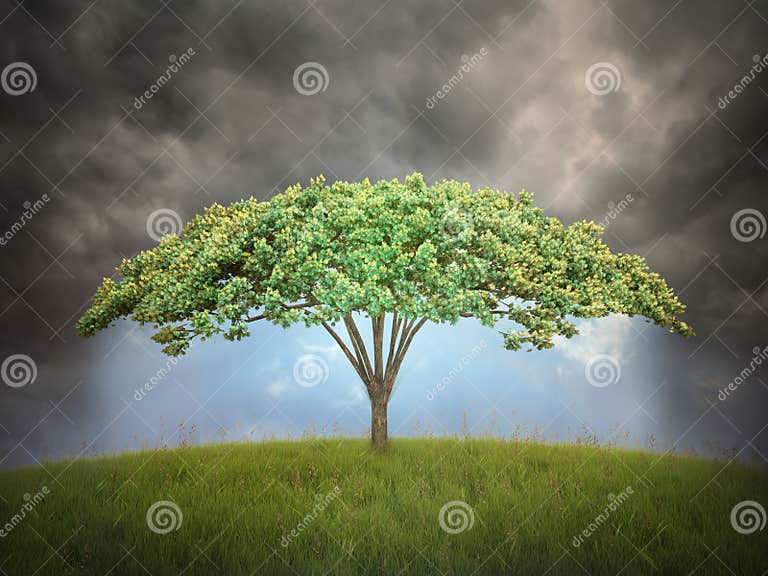 Umbrella shaped tree stock image. Image of garden, global - 24942417