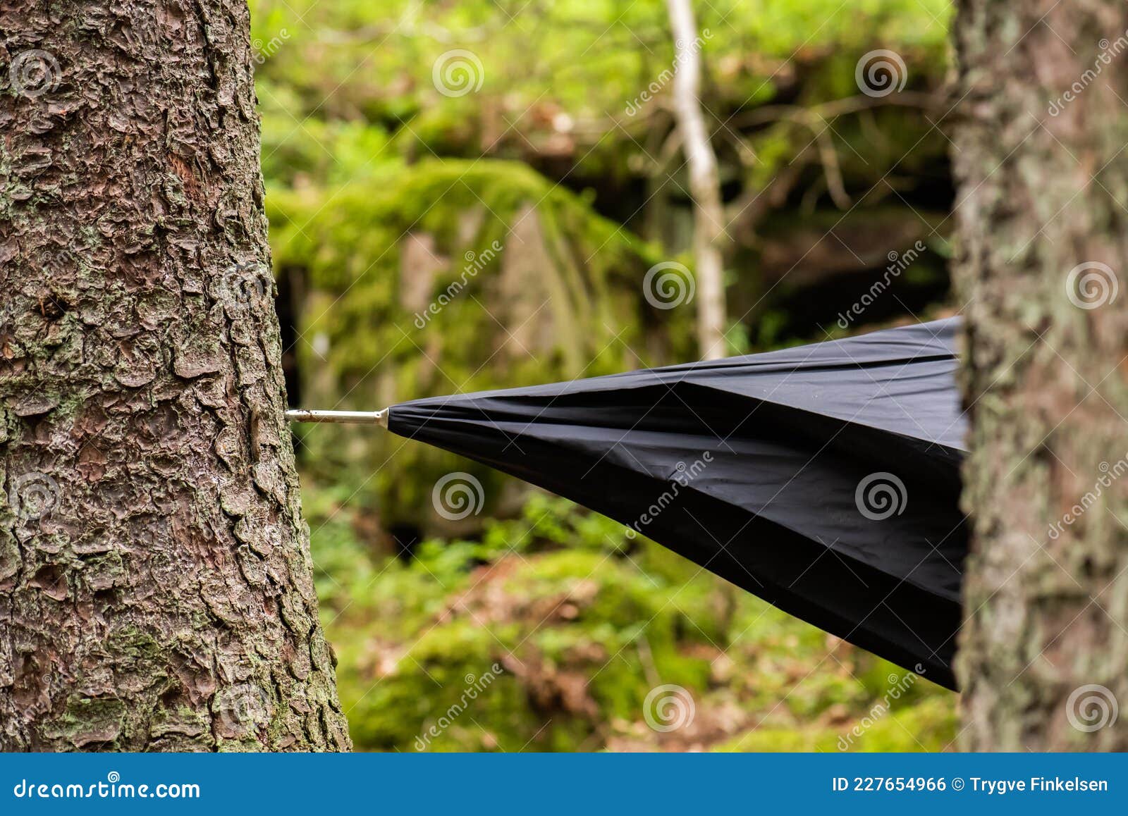 An Umbrella Stuck in a Tree Stock Photo - Image of rain, beach: 227654966