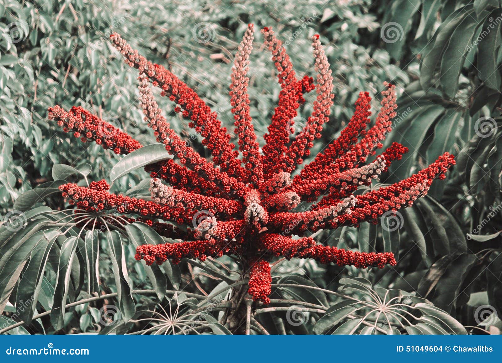 Umbrella tree stock photo. Image of longlive, umbrella - 51049604