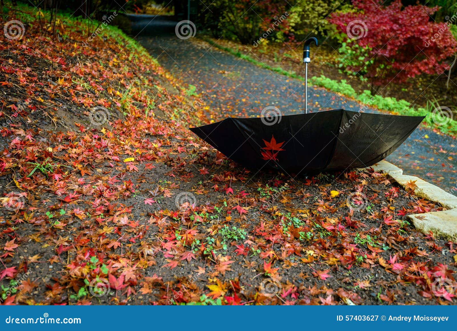 Umbrella Upside Down in Autumn Park Stock Image - Image of country ...