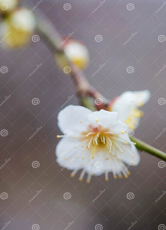 Ume stock photo. Image of plum, macro, japanese, sakura - 77861750