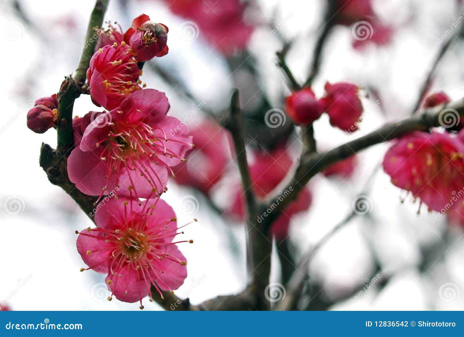 Ume Blossom stock photo. Image of chinese, nature, flower - 12836542