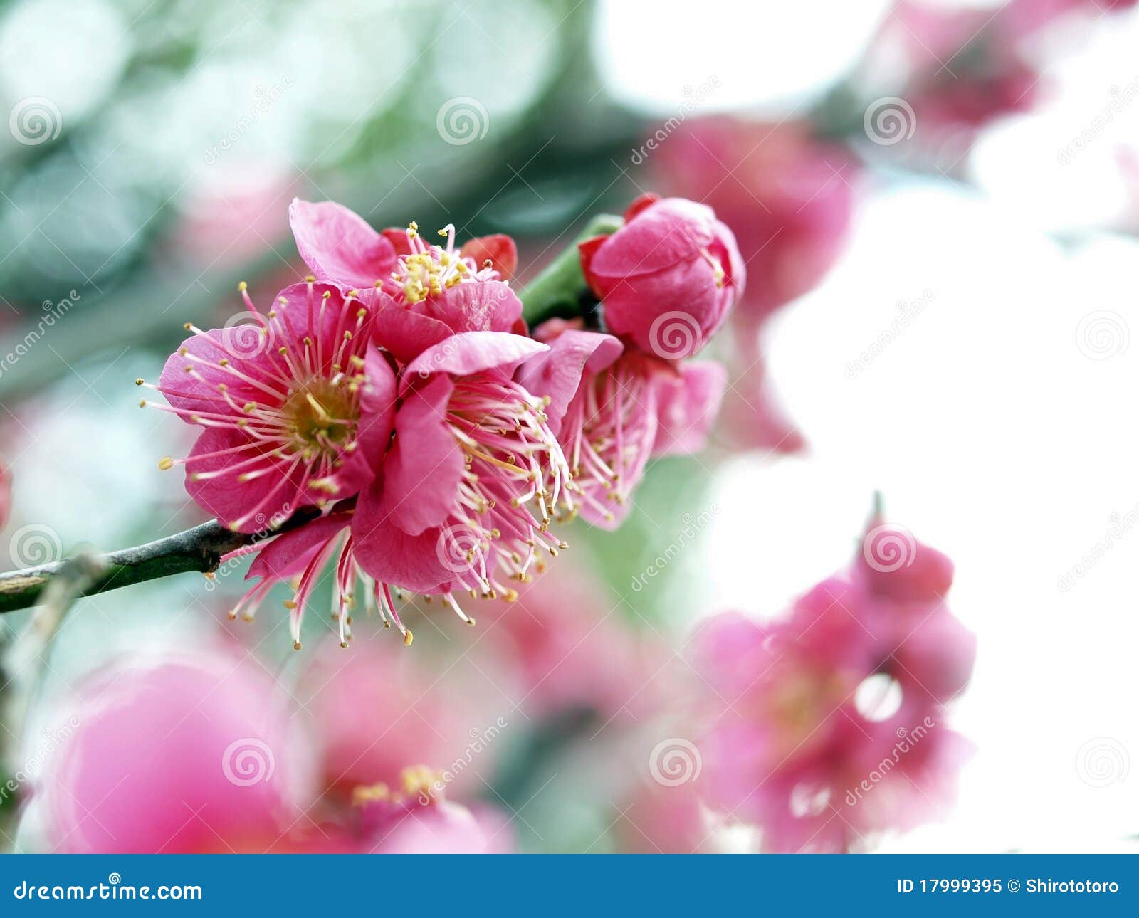 Ume Blossom stock image. Image of foliage, cherry, oregon - 17999395