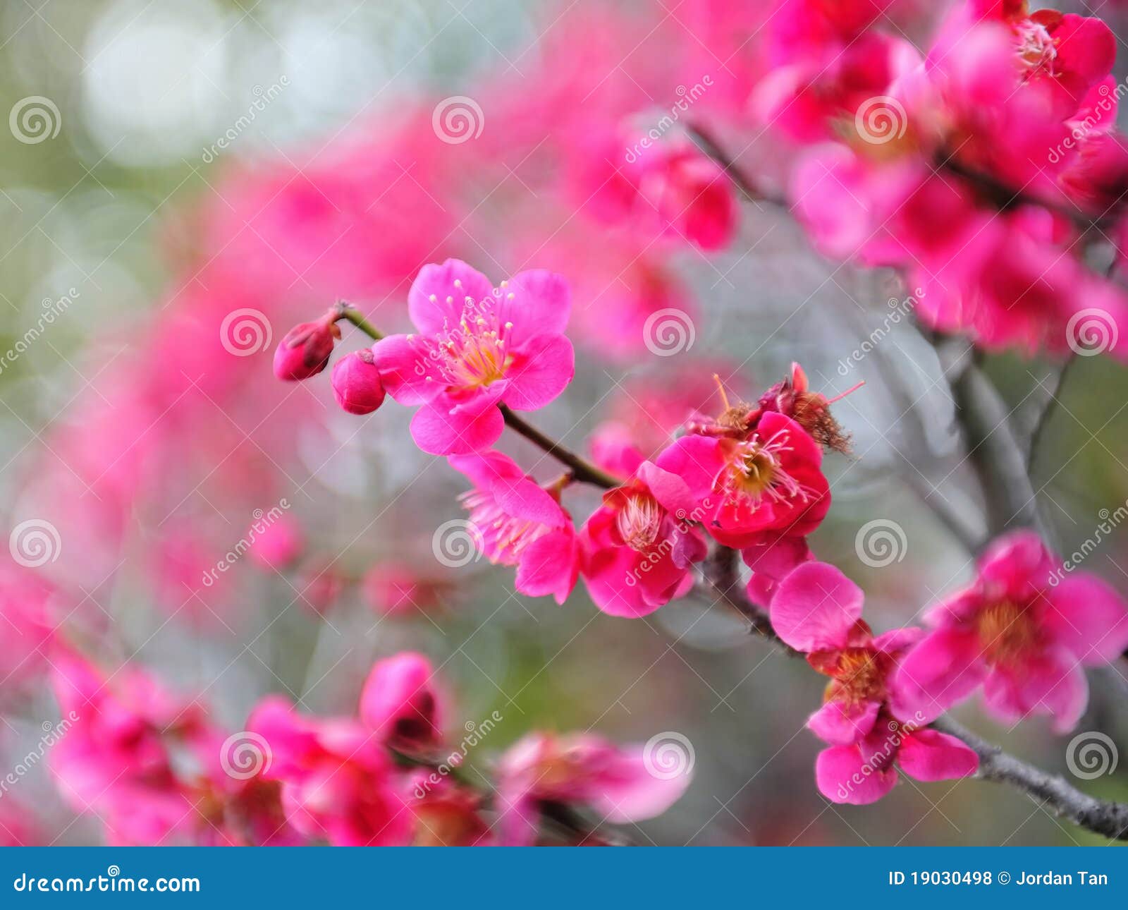 Ume blossom stock photo. Image of spring, nature, beautiful - 19030498