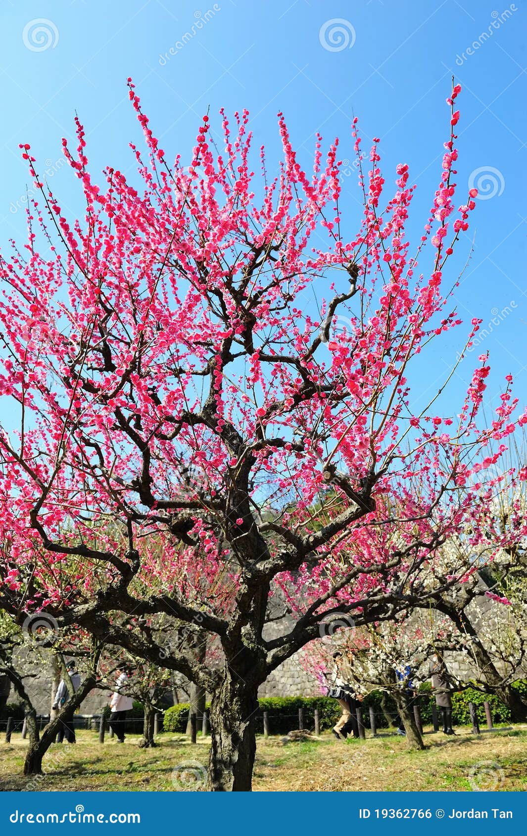 Ume blossom stock photo. Image of flora, spring, plum - 19362766