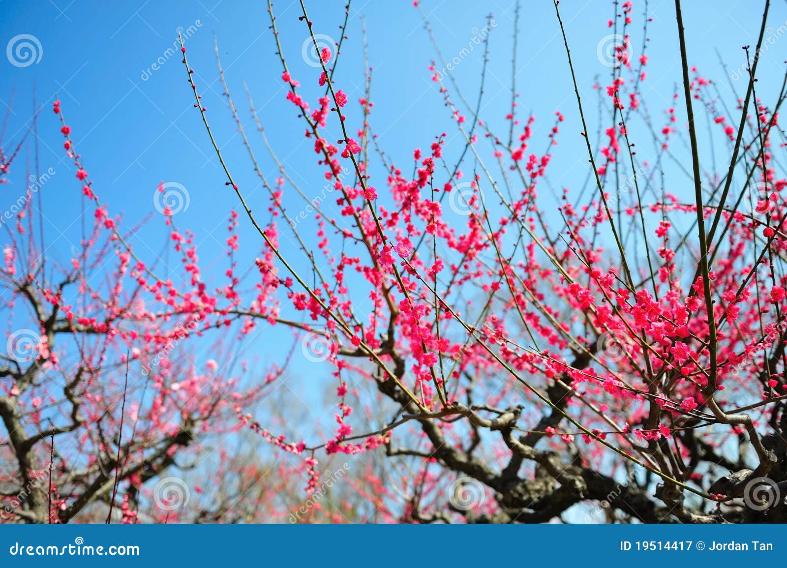 Ume blossom stock image. Image of cherry, bloom, beautiful - 19514417