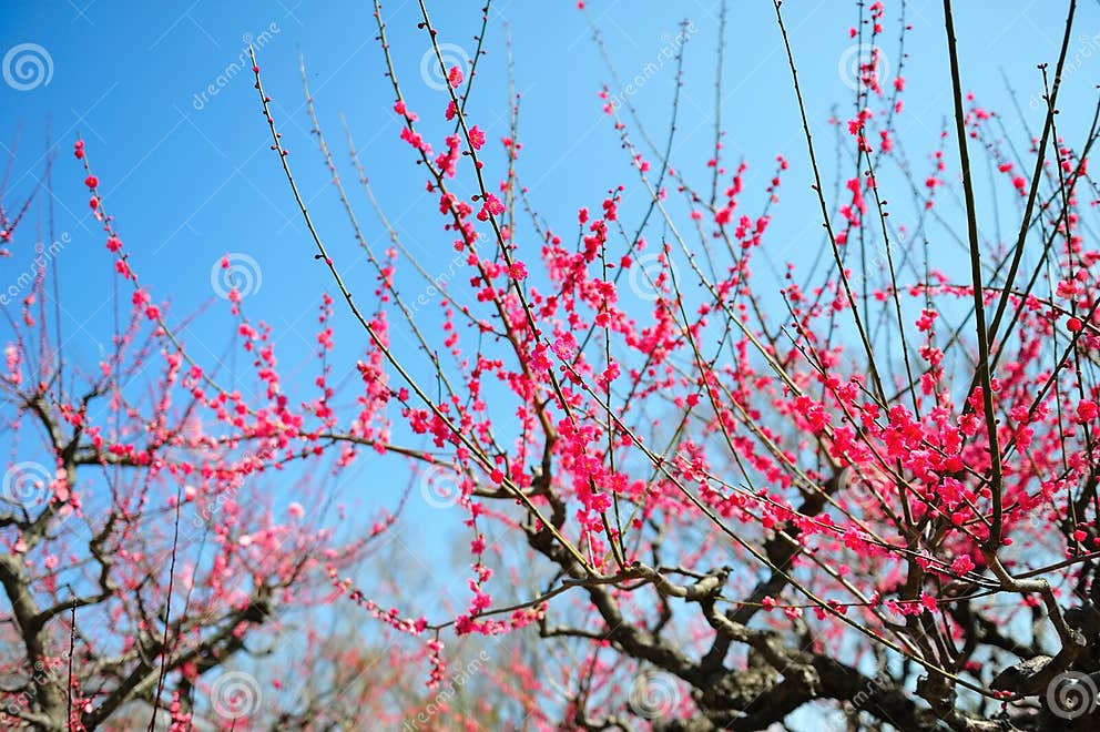 Ume blossom stock image. Image of cherry, bloom, beautiful - 19514417