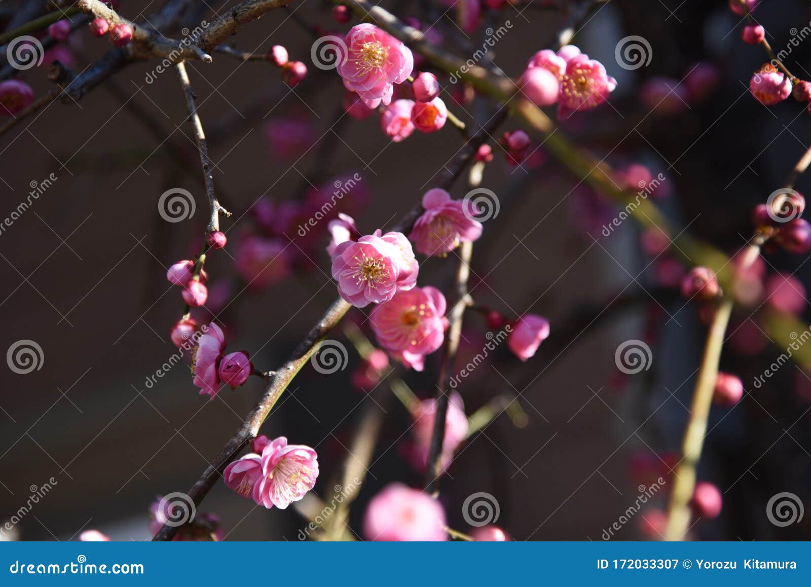 Ume blossoms stock image. Image of japan, apricot, landscape - 172033307