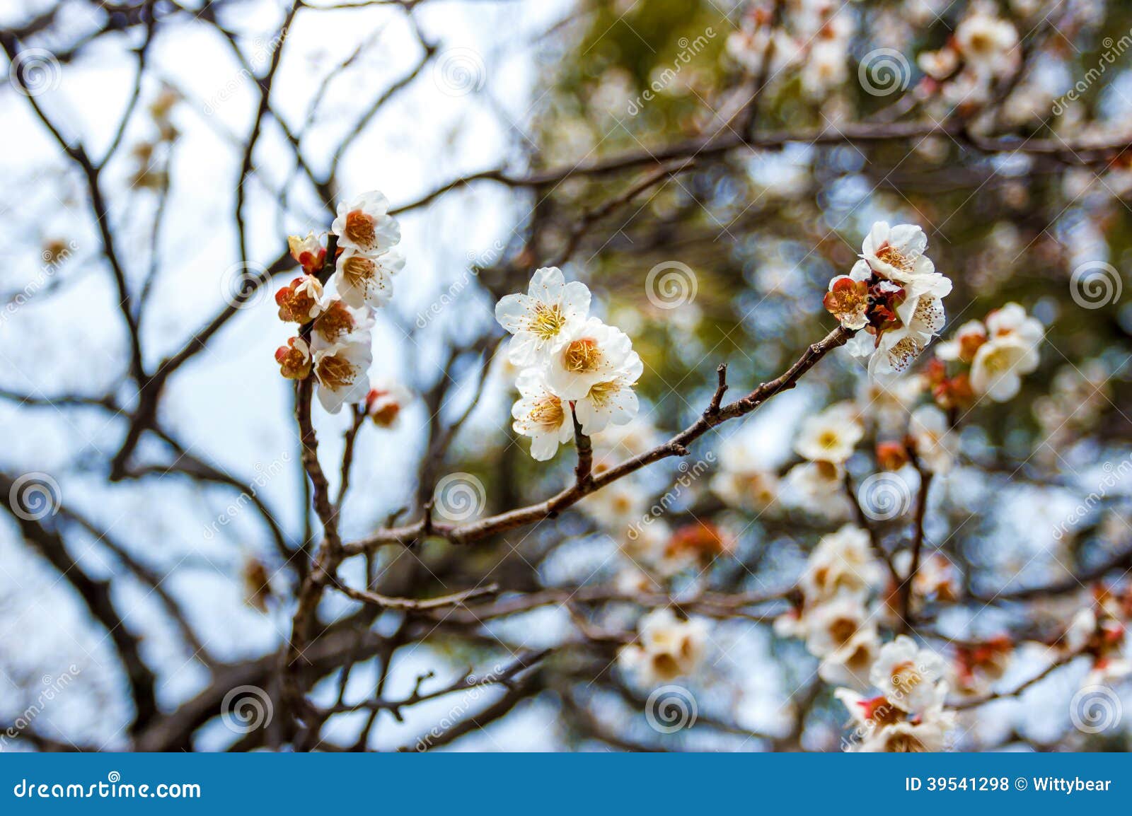 Ume flower in japan temple stock photo. Image of garden - 39541298