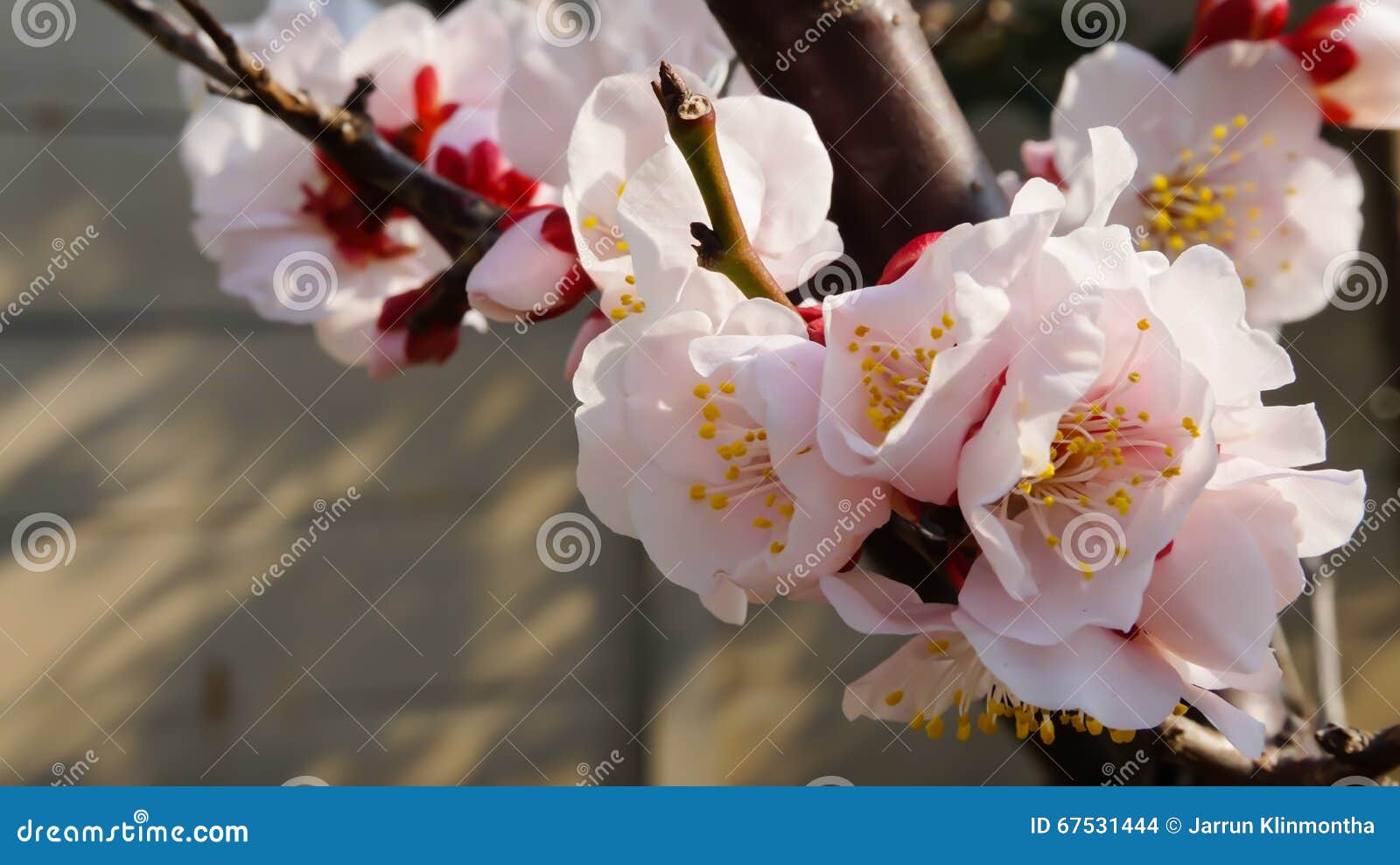 Ume stock photo. Image of light, clear, flora, culture - 67531444