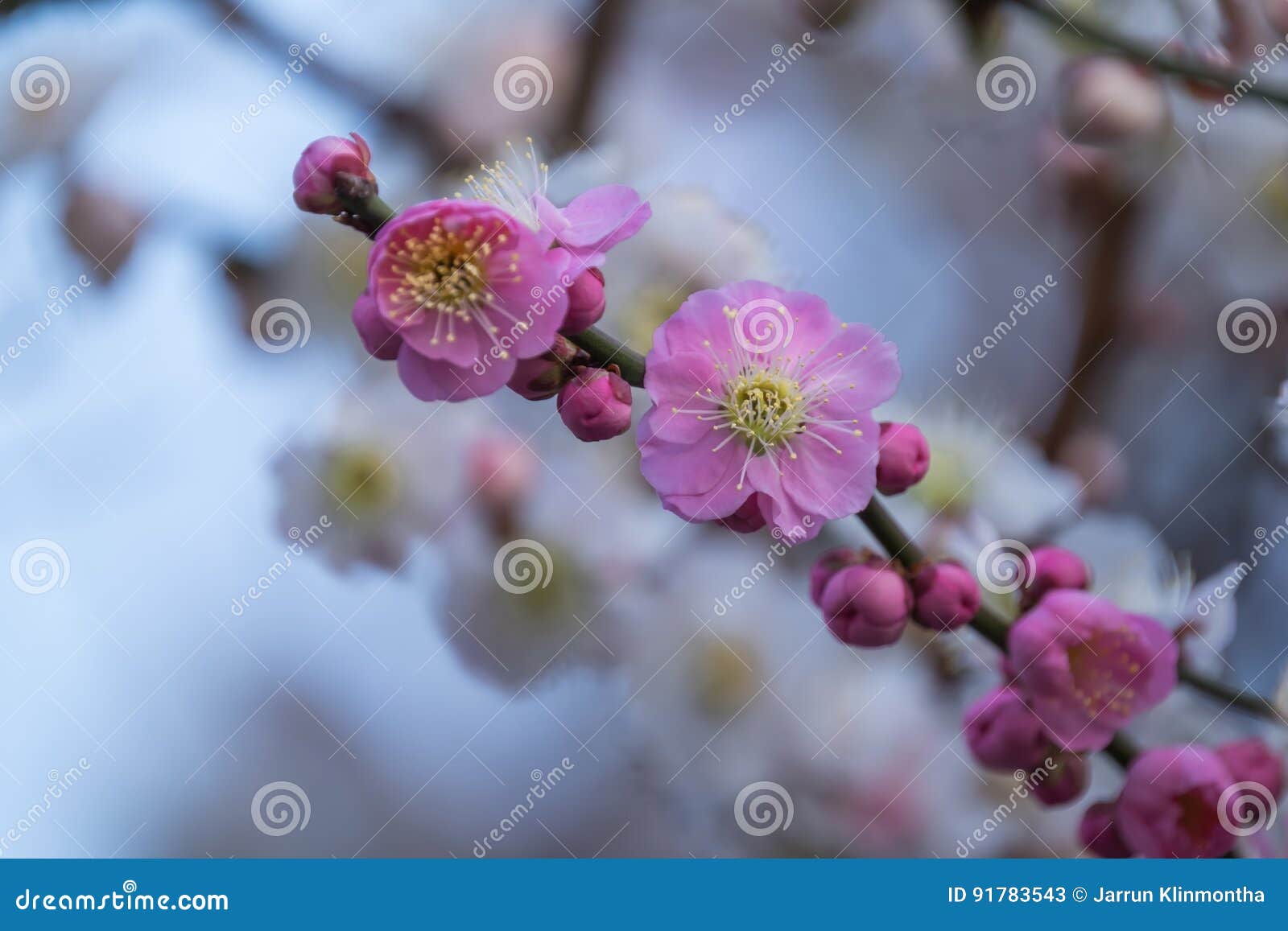 UME flower stock image. Image of natural, floral, closeup - 91783543
