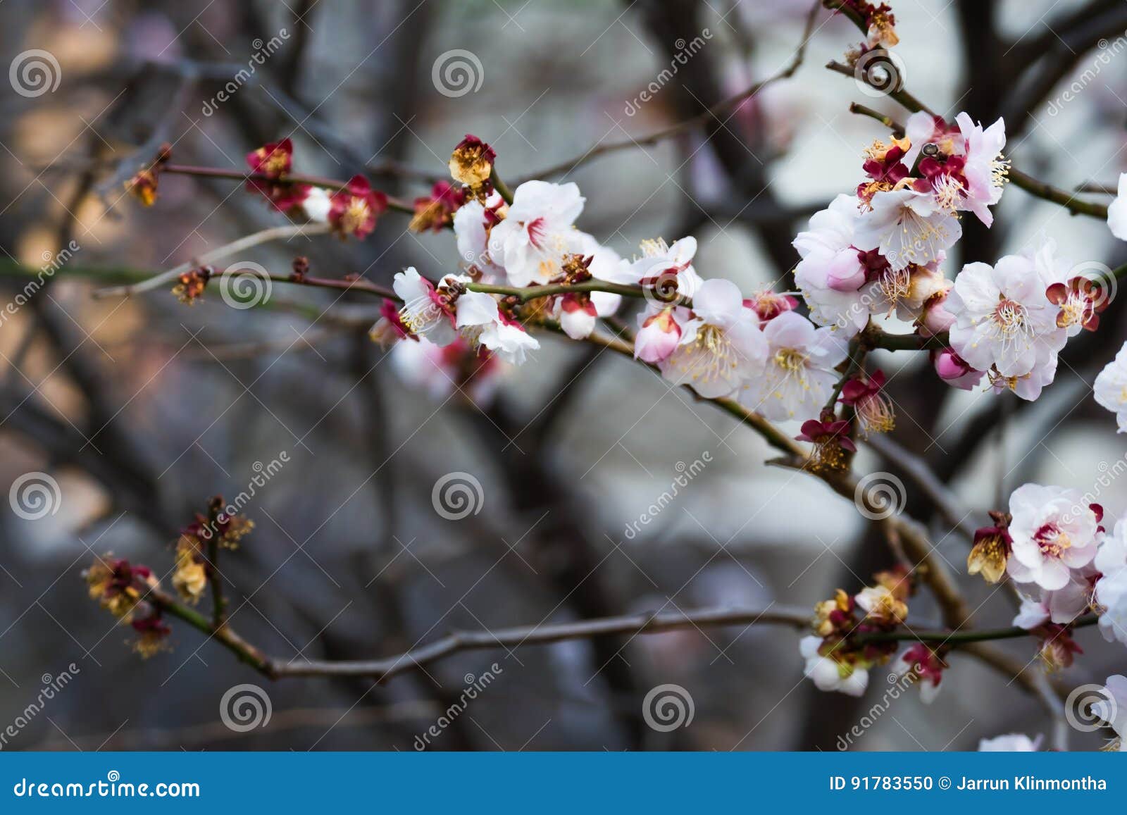 UME flower stock photo. Image of beauty, outdoor, natural - 91783550