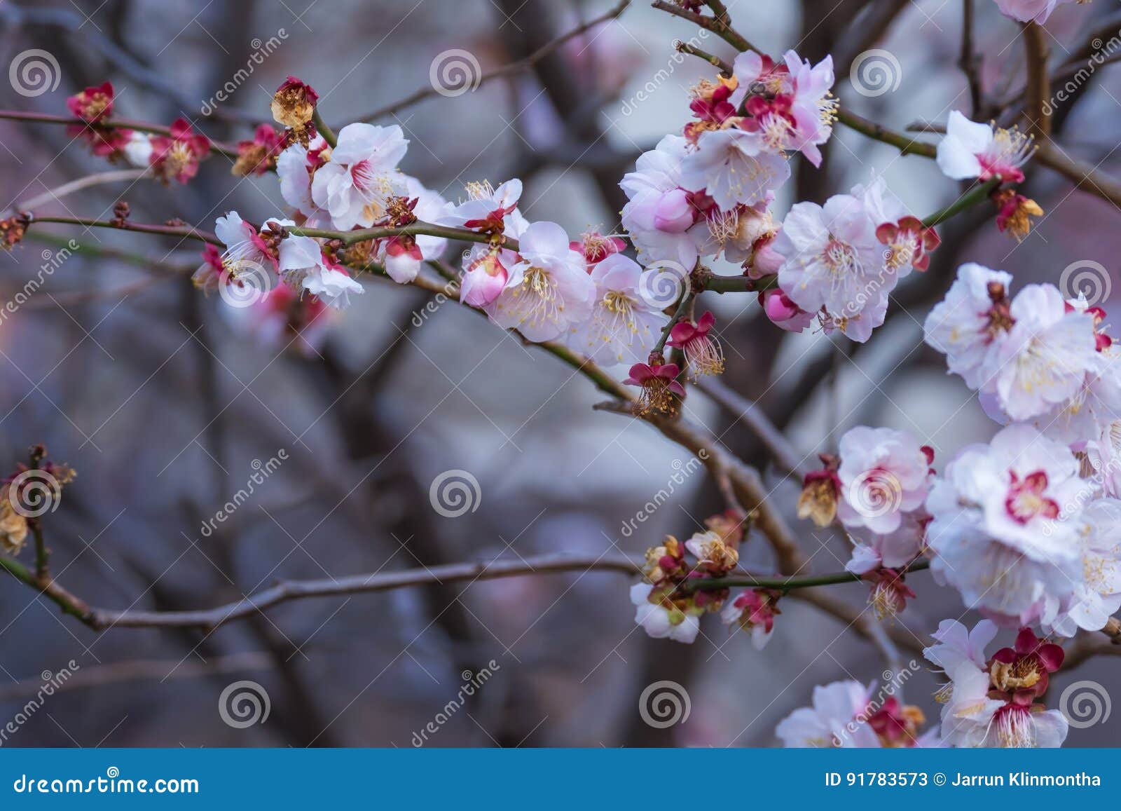 UME flower stock image. Image of nature, petal, clear - 91783573