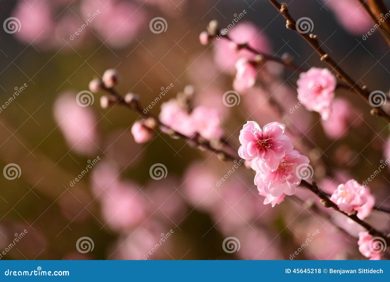 UME Japanese plum-blossom stock photo. Image of beauty - 45645218